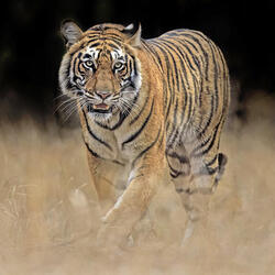 Tiger | Species | WWF