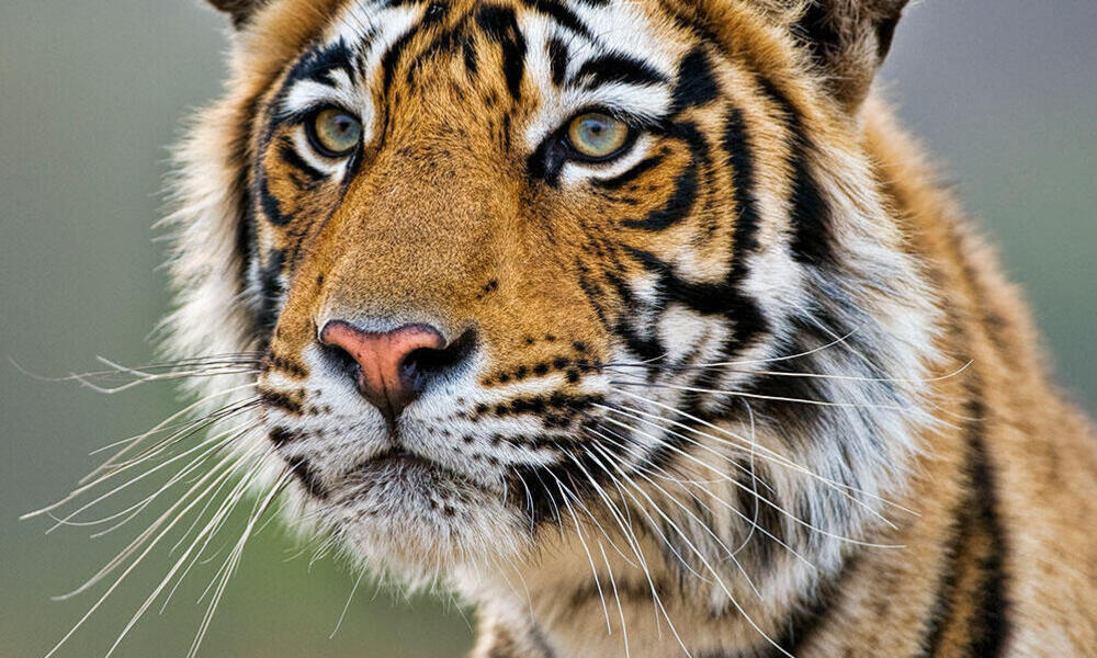 Protecting Wild Tigers | Blog Posts | WWF
