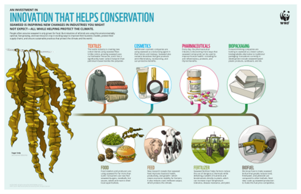 Teaching Tools About Seaweed | Educators Toolkits | WWF