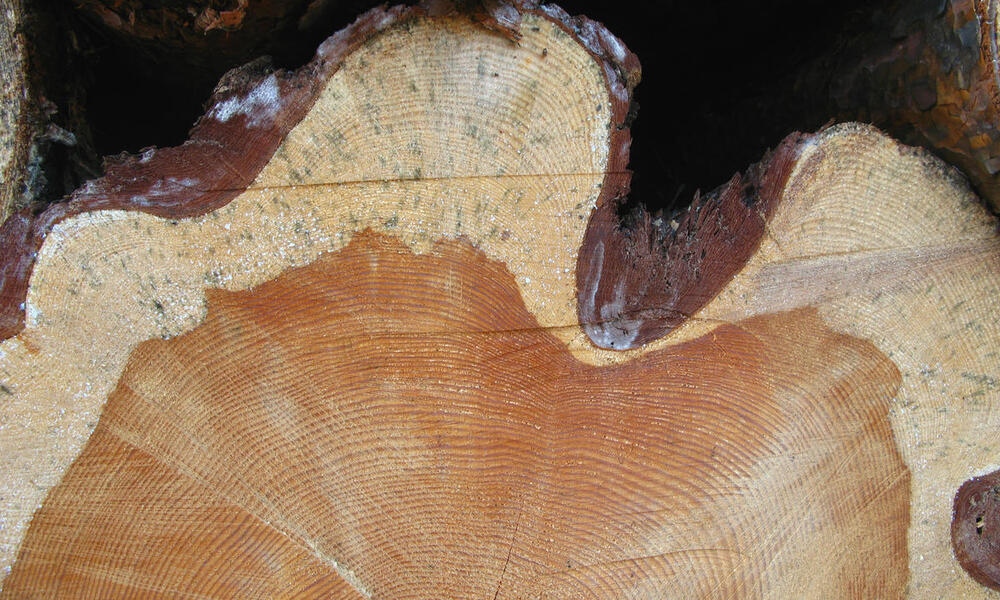 TNRC Topic Brief Using Wood Forensic Science to Deter Corruption and ...