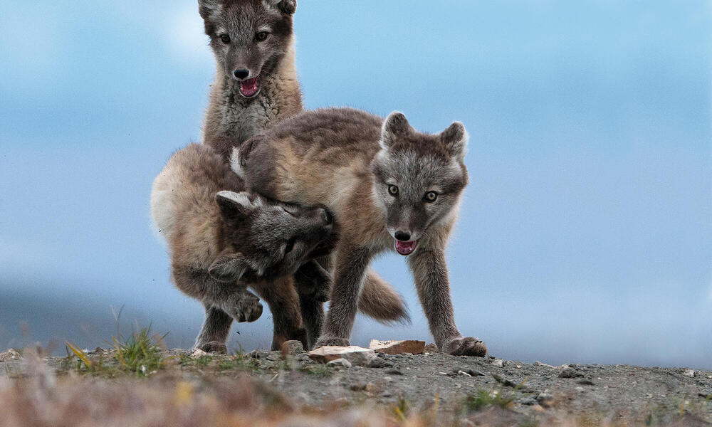 An endangered fox shows signs of returning | Magazine Articles | WWF