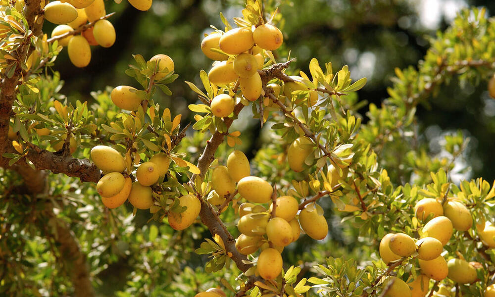 TNRC Topic Brief Understanding corruption risks in the global trade in ...