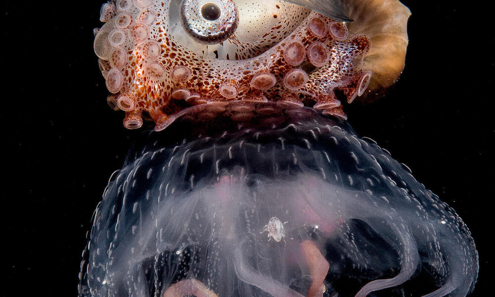 “Discover the Baby Argonaut: The Paper Nautilus of the Ocean” – New and ...
