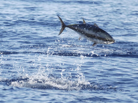Bluefin Tuna Jumping Pictures