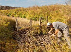 Beaver | Species | WWF