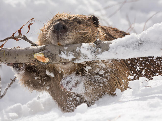 Beaver | Species | WWF