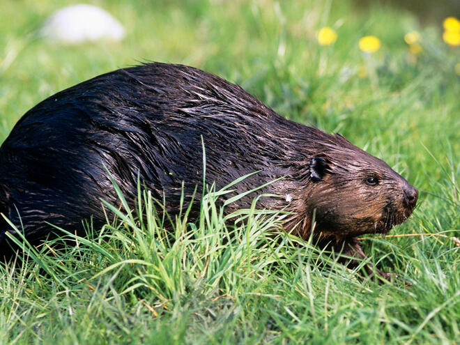 Beaver | Species | WWF