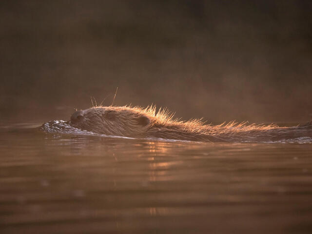 Beaver | Species | WWF
