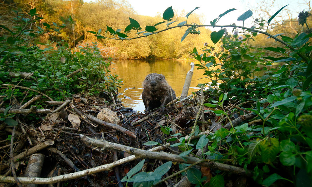 Beaver | Species | WWF