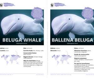 Wildlife Species Cards: PreK-2 & ELL | Educators Toolkits | WWF