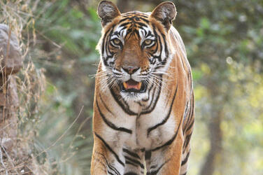 Save Tigers Now