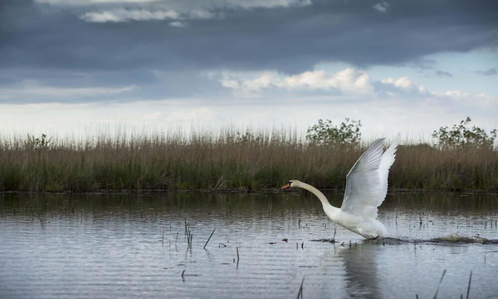 Rewilding a Lakeshore in Latvia | Magazine Articles | WWF