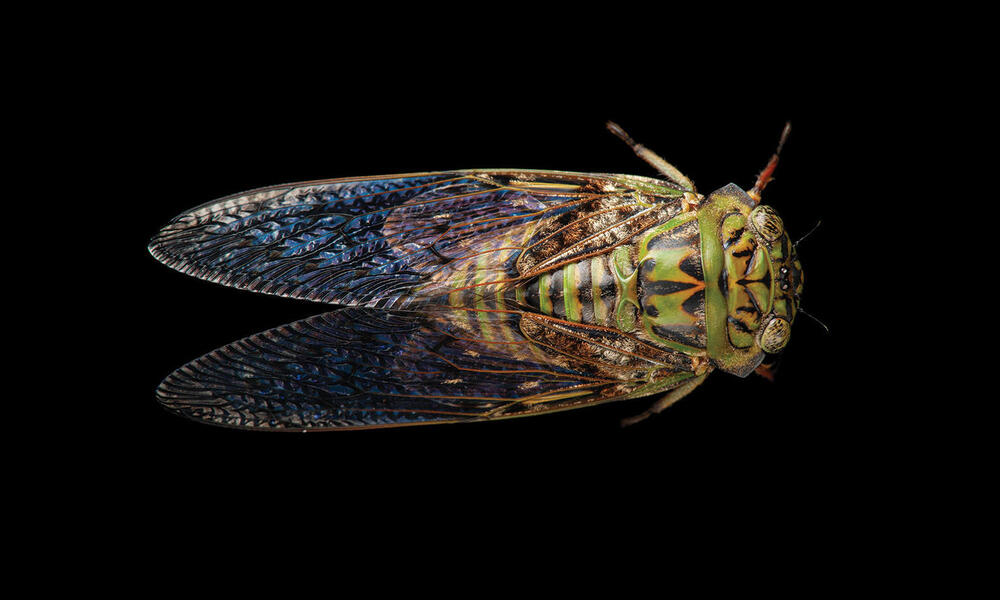 Carter Roberts on the wonder of the Brood X cicadas | Magazine Articles ...