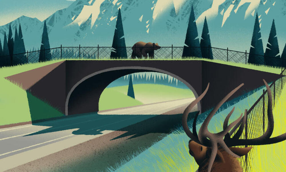 Wildlife crossings help avoid roadway collisions | Magazine Articles | WWF