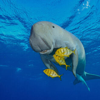 WWF - Endangered Species Conservation | World Wildlife Fund