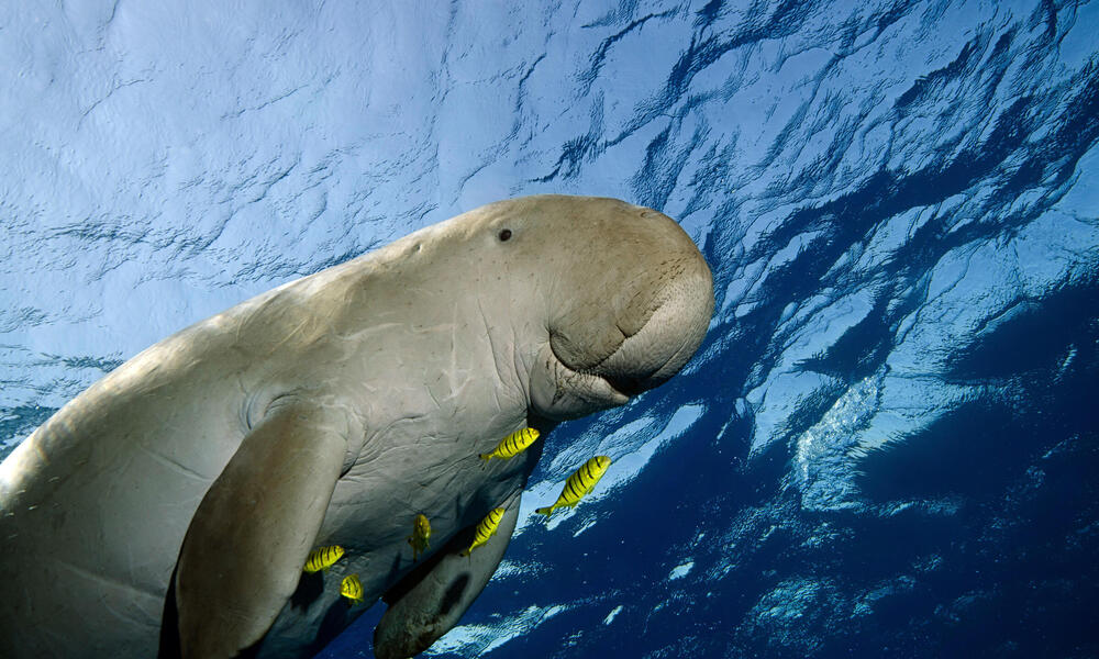 Dugong Species WWF Dugong Species WWF