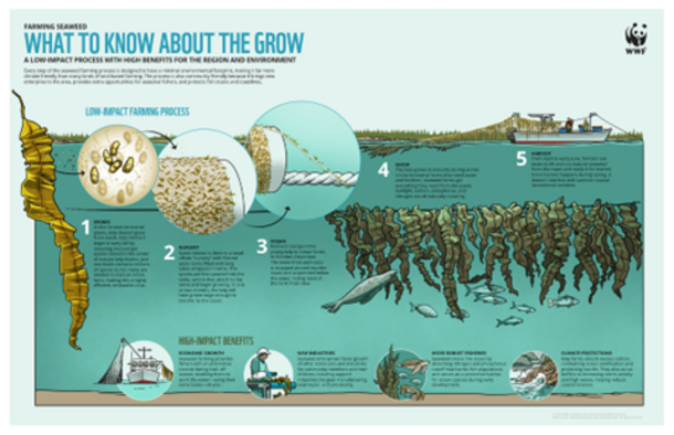 Teaching Tools About Seaweed | Educators Toolkits | WWF