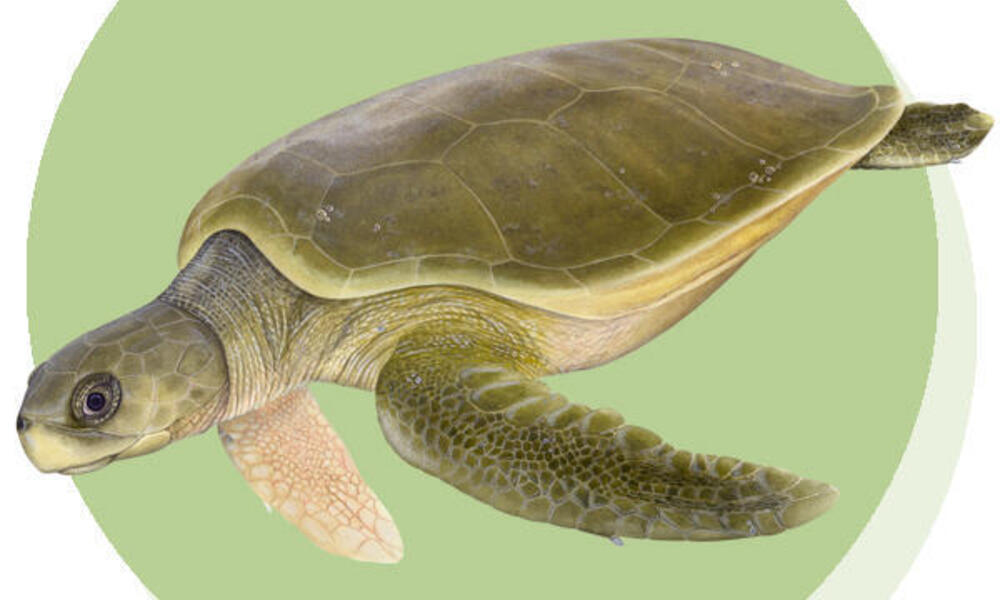 Using DNA to protect sea turtles | Magazine Articles | WWF