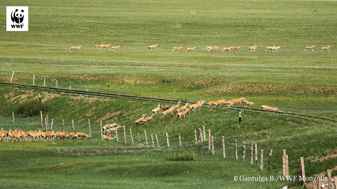 ALIGN - Asia’s Linear Infrastructure safeGuarding Nature | Pages | WWF