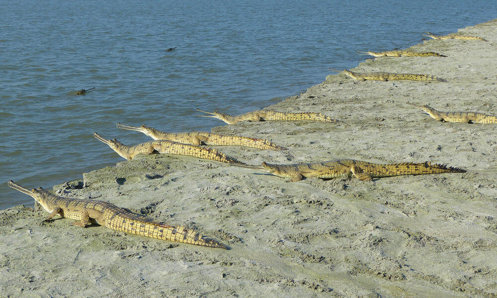 An endangered apex predator returns to the Ganga River | Magazine ...