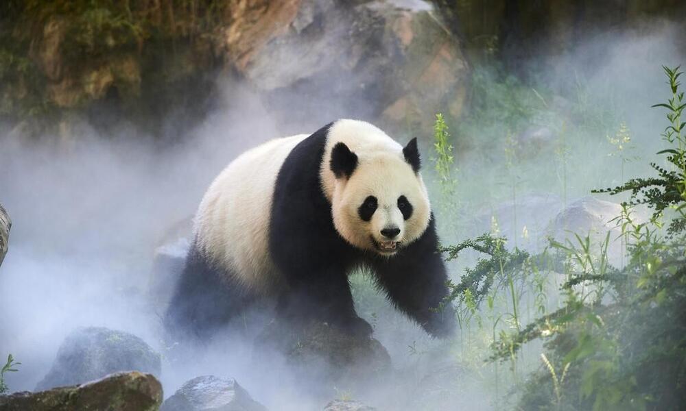 Kung Fu Panda 4 Toolkit | Educators Toolkits | WWF