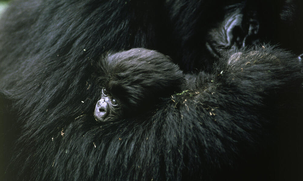 Gathering new intelligence on gorillas | Magazine Articles | WWF