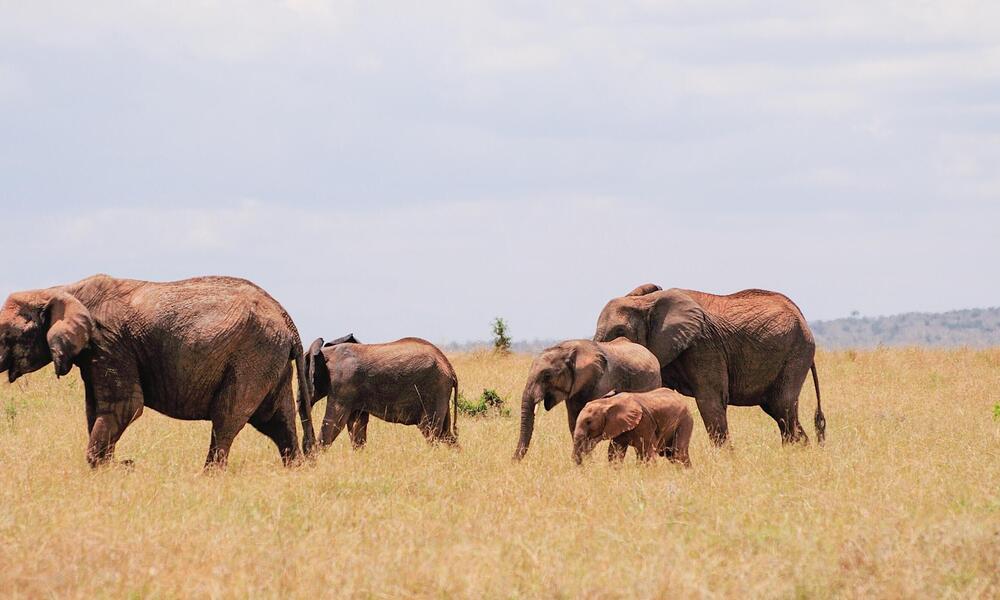 CITES | Historias | Descubre WWF