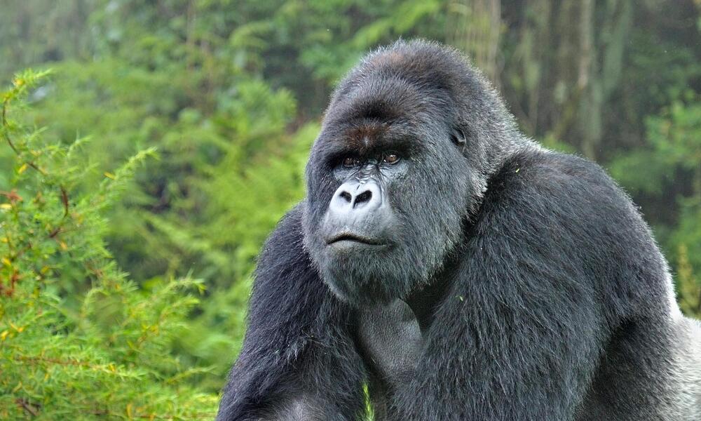 Mountain Gorilla Gorillas WWF Mountain Gorilla Gorillas WWF