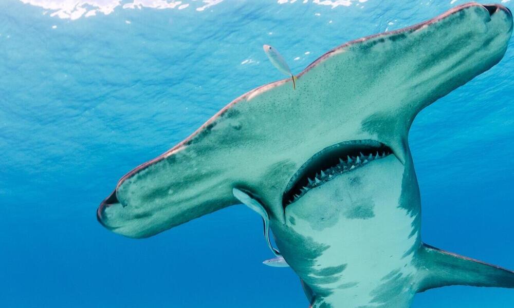 WWF and Warner Bros. Discovery Team Up to Help Save Sharks | Blog Posts ...