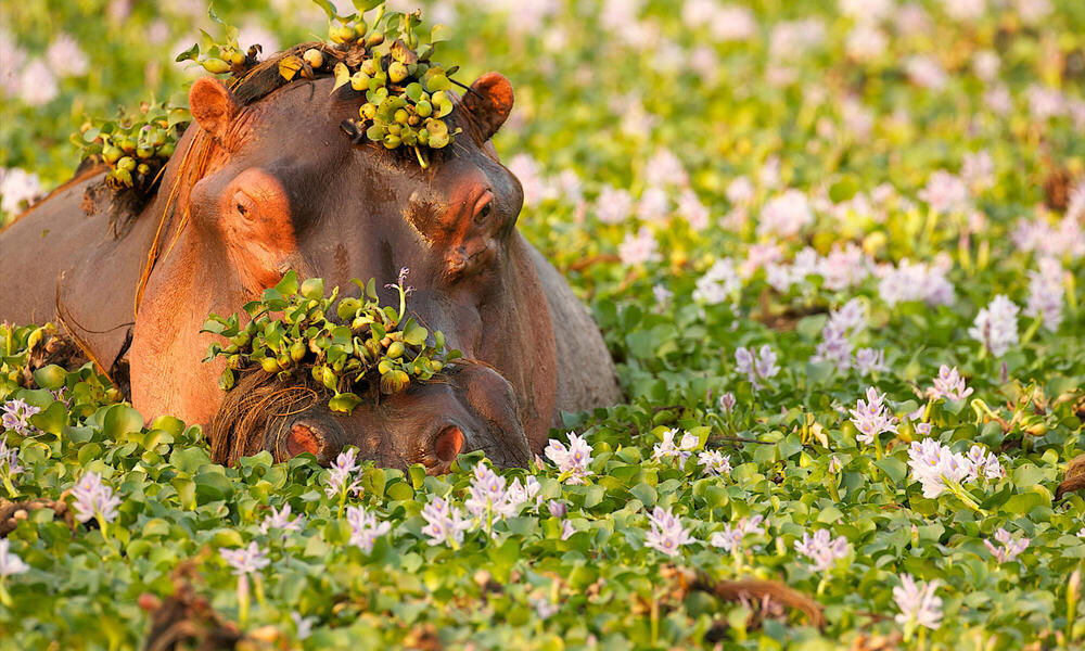 What is the most common invasive species? | Magazine Articles | WWF