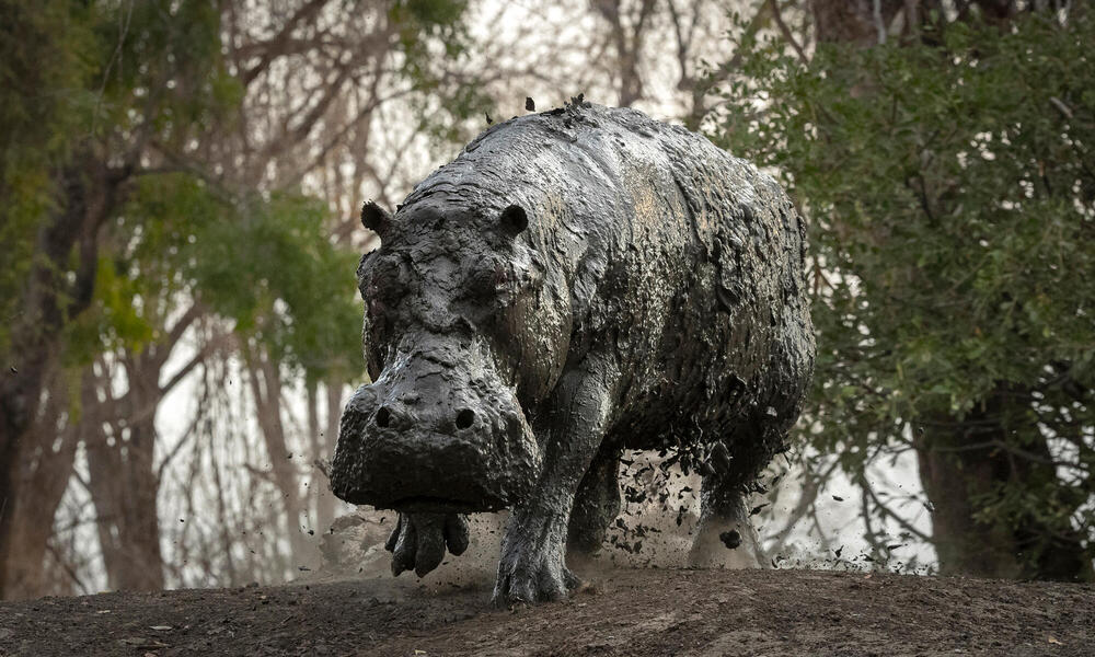 Encountering an upset hippo in Zimbabwe | Magazine Articles | WWF