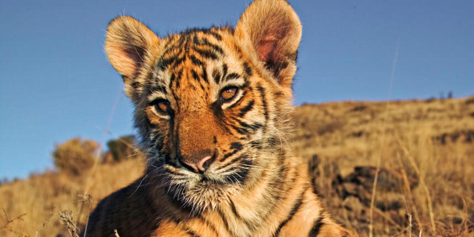 Ask your Rep to help conserve tigers!