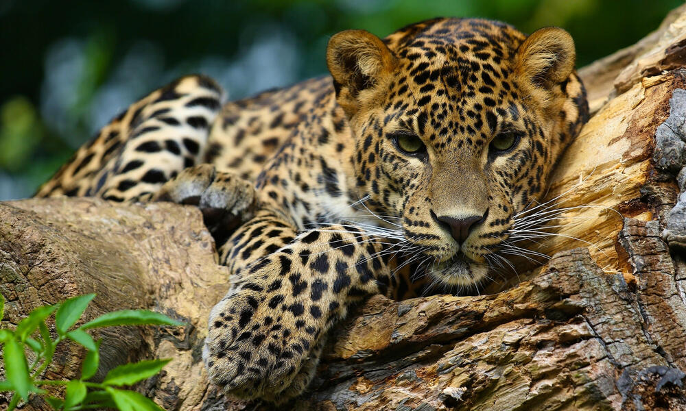 Jaguar | Species | WWF