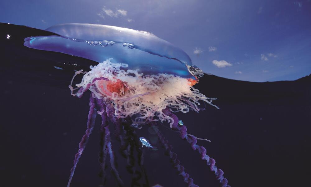 A legendary creature is a microcosm of the oceans in which it dwells ...