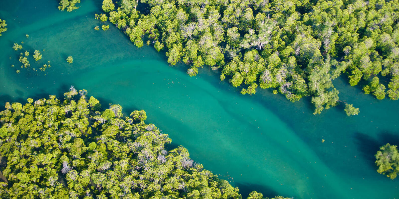Mangroves Pictures