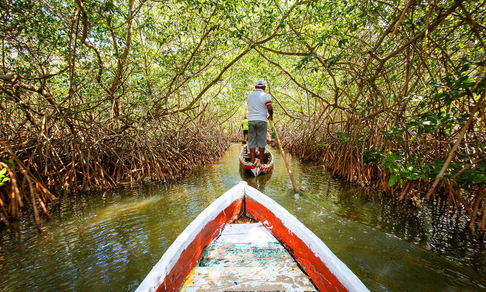 Protecting mangroves around the globe | Magazine Articles | WWF