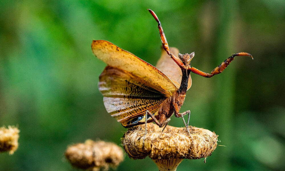 Finding a tiny praying mantis on the floor of the Atlantic Forest ...