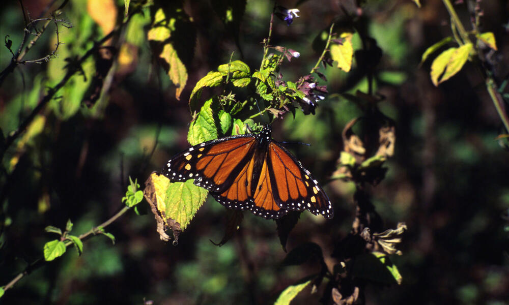 Monarch Butterfly Species WWF Monarch Butterfly Species WWF