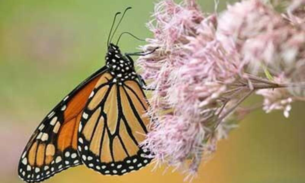 WWF Statement on Proposed Monarch Butterfly ESA Listing | Press ... WWF Statement on Proposed Monarch Butterfly ESA Listing | Press ...