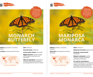 Wildlife Species Cards: PreK-2 & ELL | Educators Toolkits | WWF