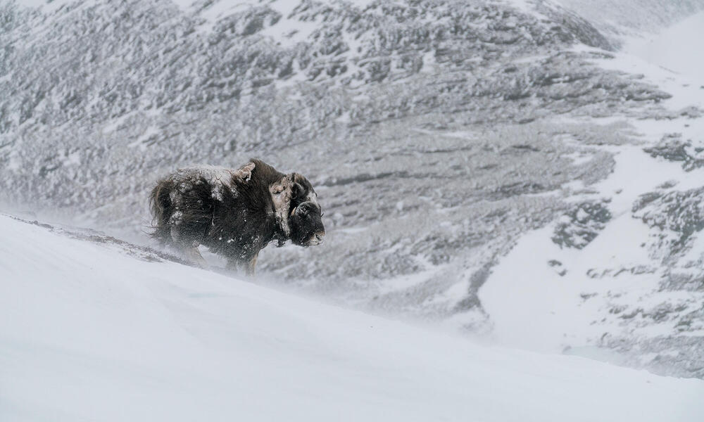 Braving arctic conditions with musk oxen | Magazine Articles | WWF