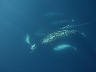 Photos & Videos | WWF