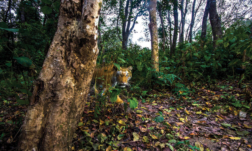 The Turnaround | Magazine Articles | WWF