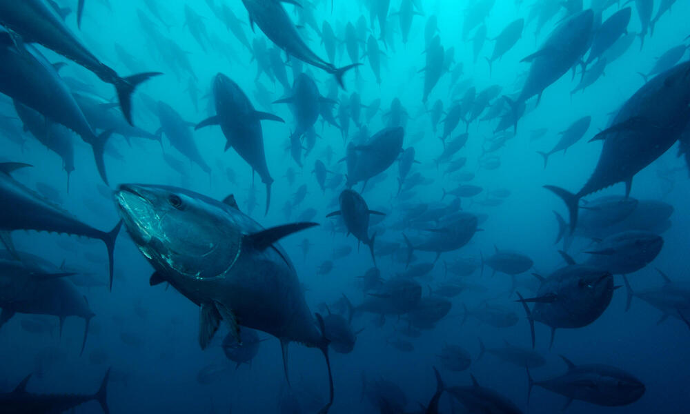 Tuna Fish Images
