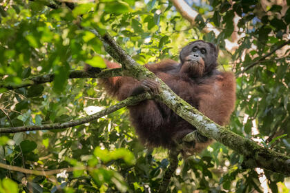 WWF - Endangered Species Conservation | World Wildlife Fund