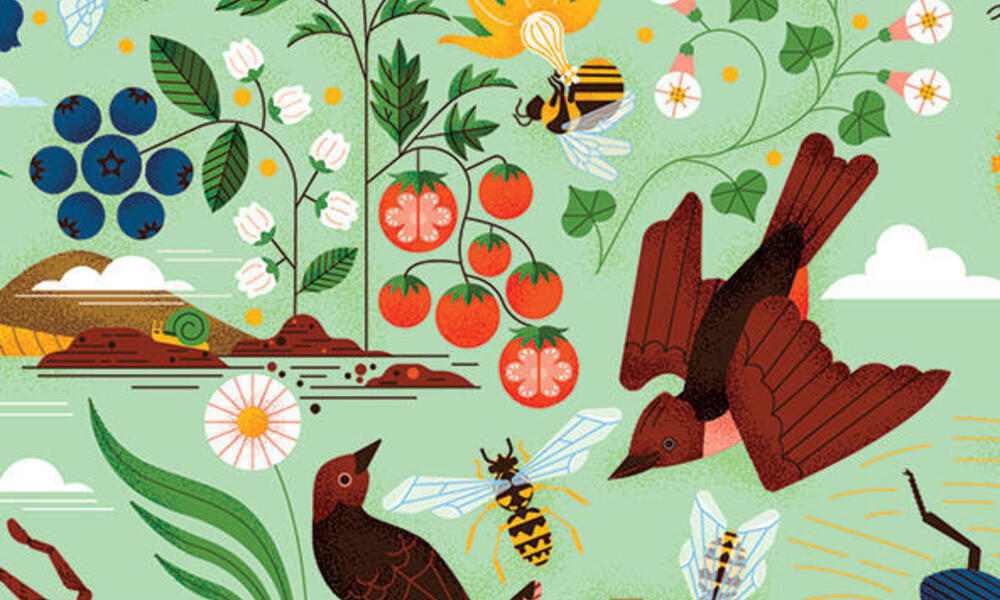 Here's how insects help keep ecosystems in balance | Magazine Articles ...