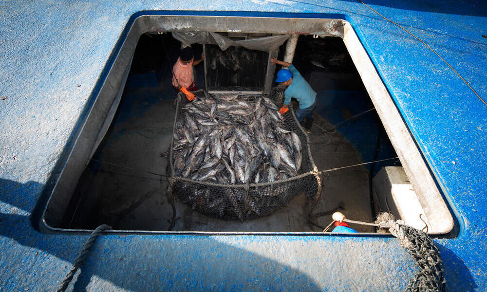 Innovation and Adaptation Will be Key for the Tuna Industry to Continue ...