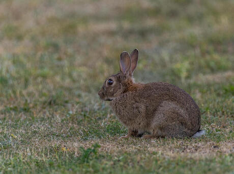 WWF Responsible Pet Guide | Pages | WWF