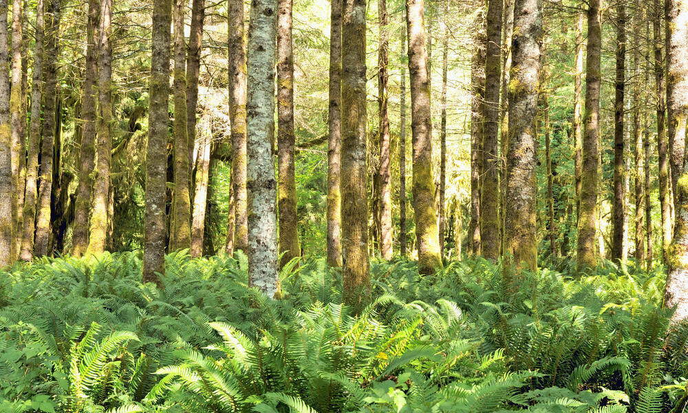 How Congress Can Protect Forests | Blog Posts | WWF