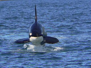 Photos & Videos | WWF